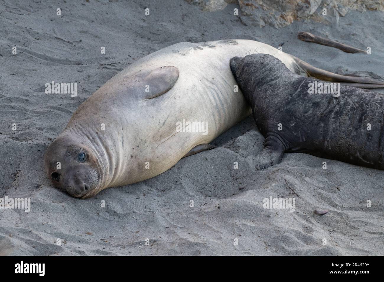 Elephant seal pup nursing on the beach Stock Photo - Alamy