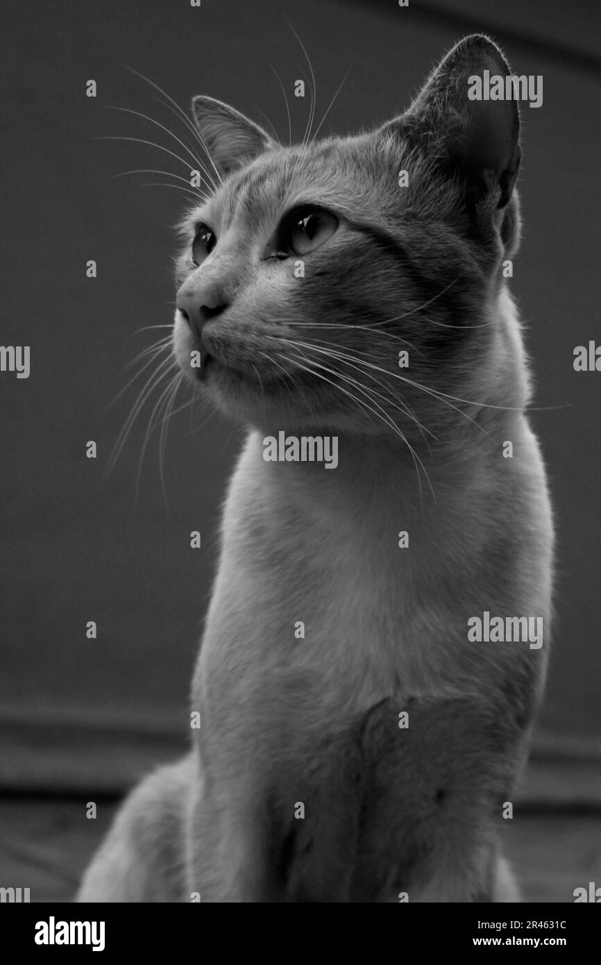 Whiskers tail Black and White Stock Photos & Images - Alamy