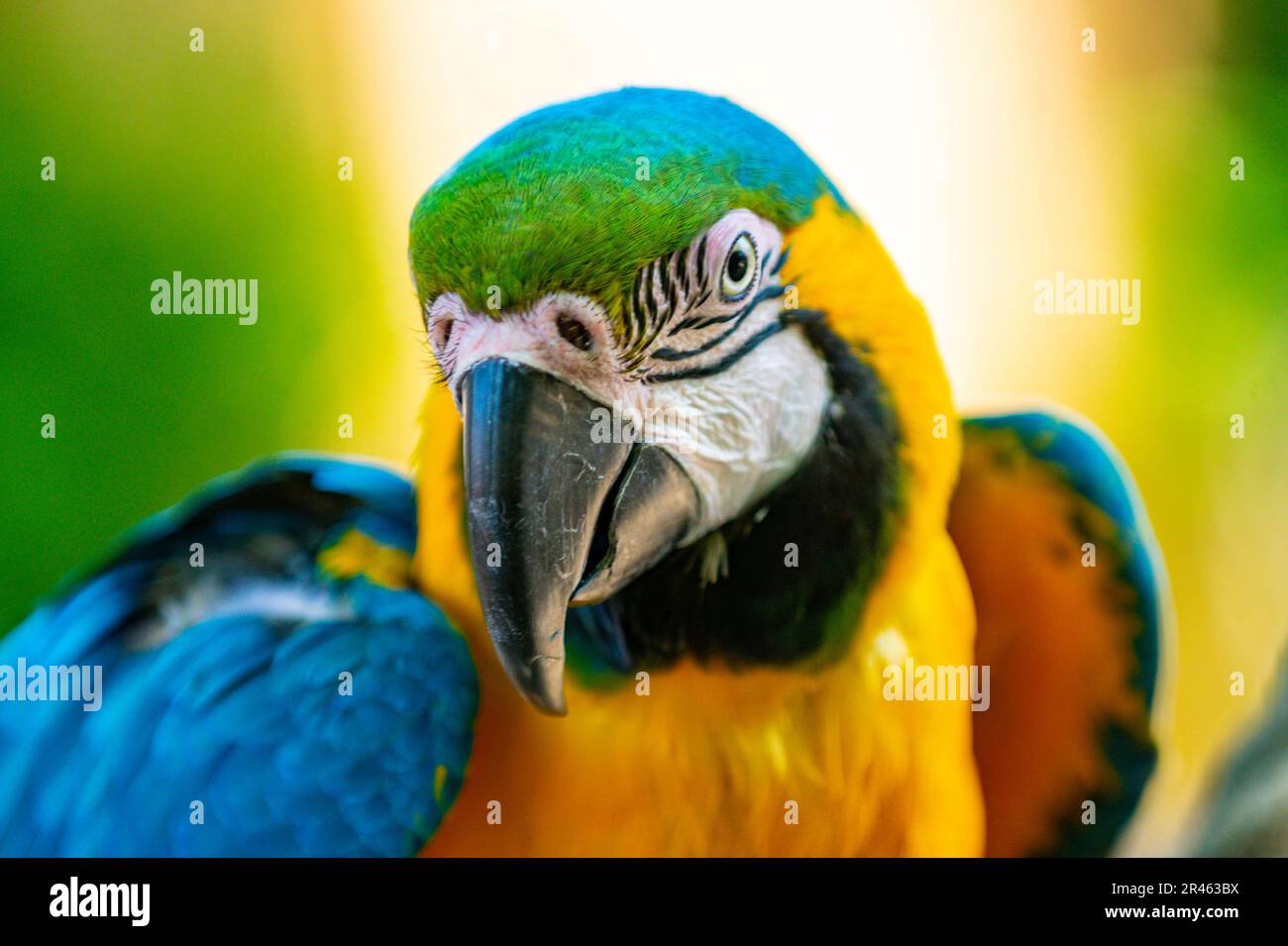 Lincolnshire wildlife park parrot hi-res stock photography and images ...