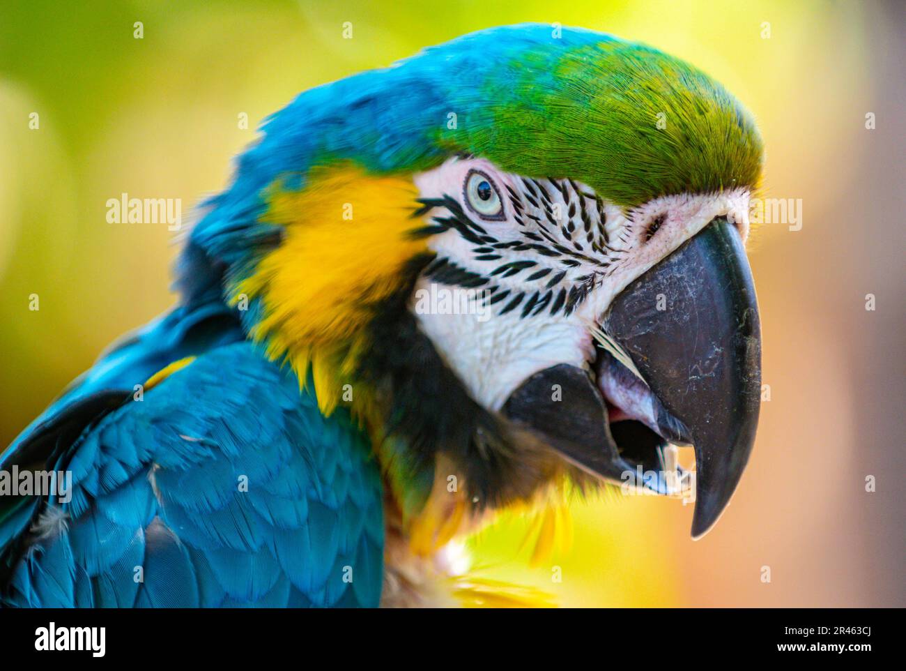 Lincolnshire wildlife park parrot hi-res stock photography and images ...
