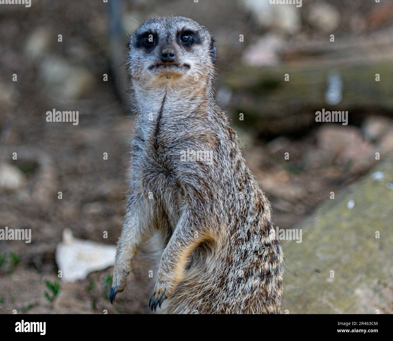 A Meerkat at Lincolnshire Wildlife Park open day. A selection of the ...
