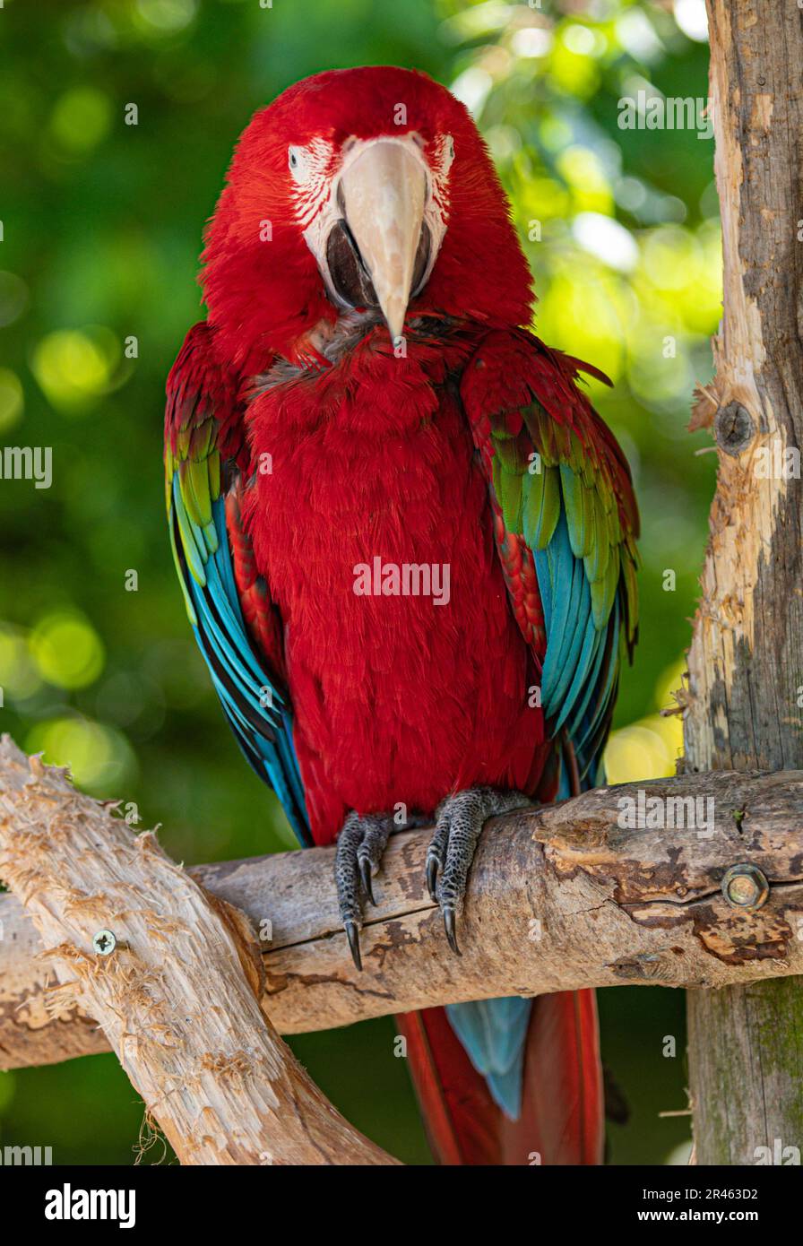 Lincolnshire wildlife park parrot hi-res stock photography and images ...