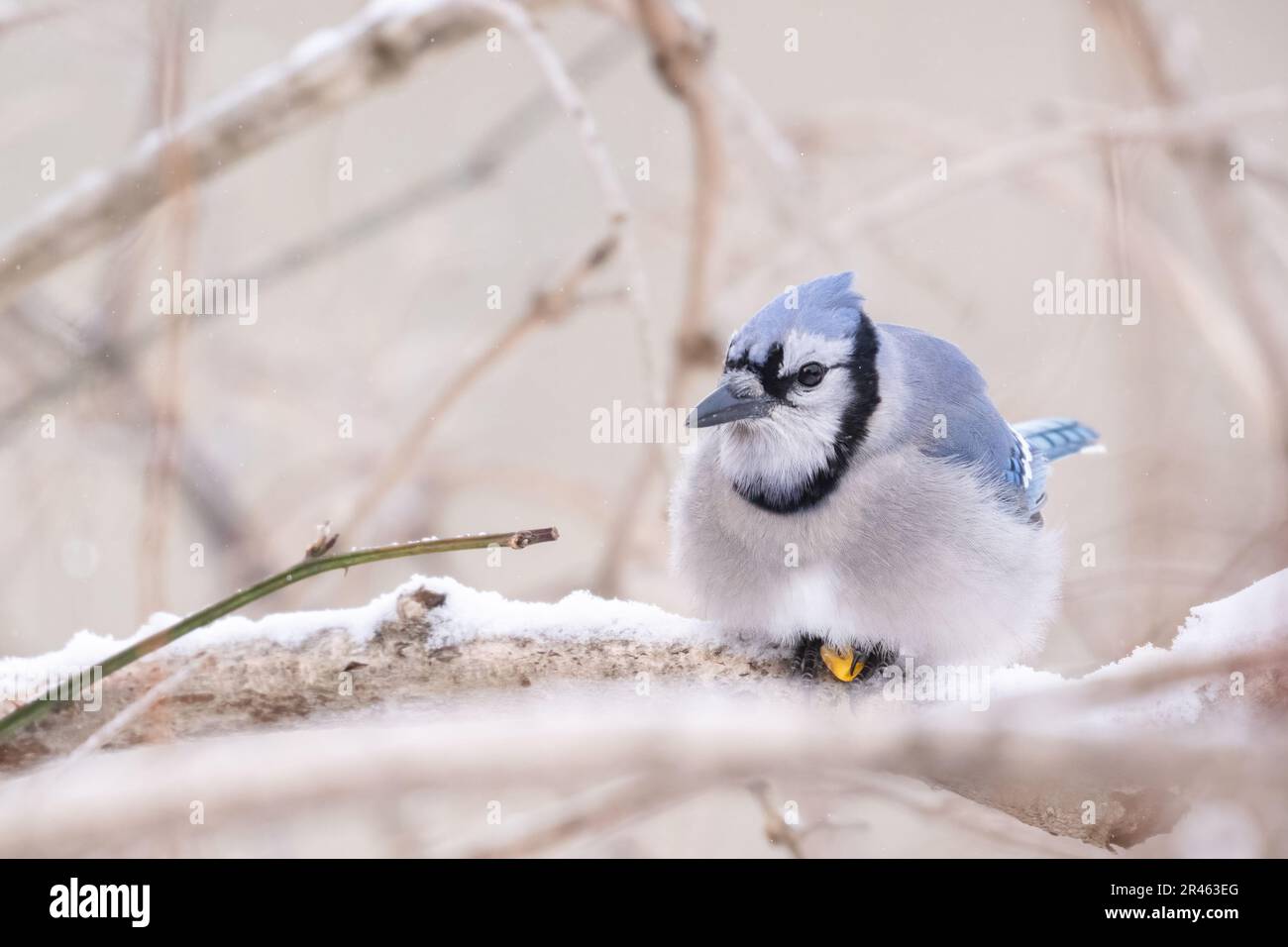 A beautiful blue jay perched atop a tree branch, its vibrant colors and majestic appearance ...