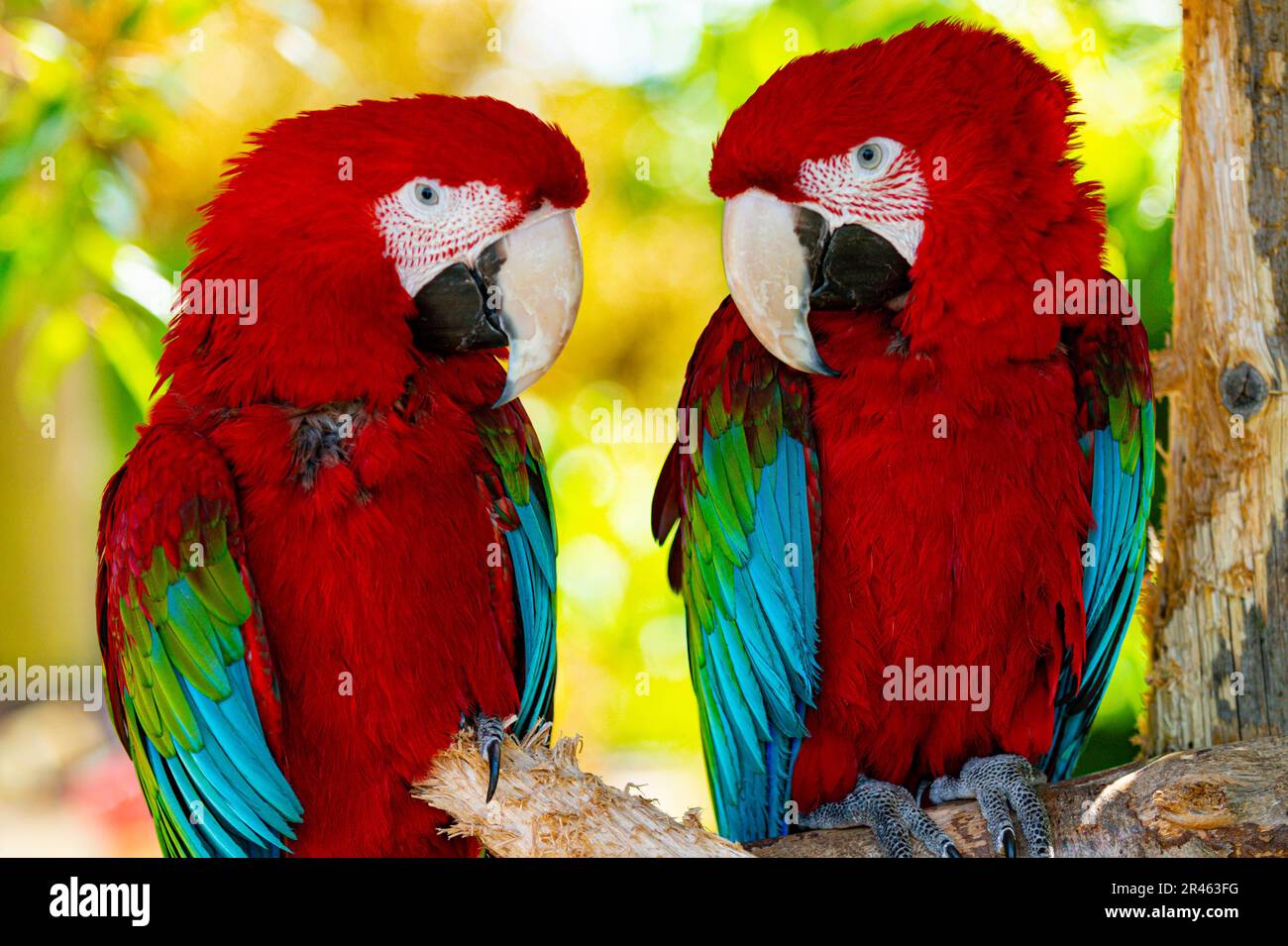 Lincolnshire wildlife park parrots hi-res stock photography and images ...