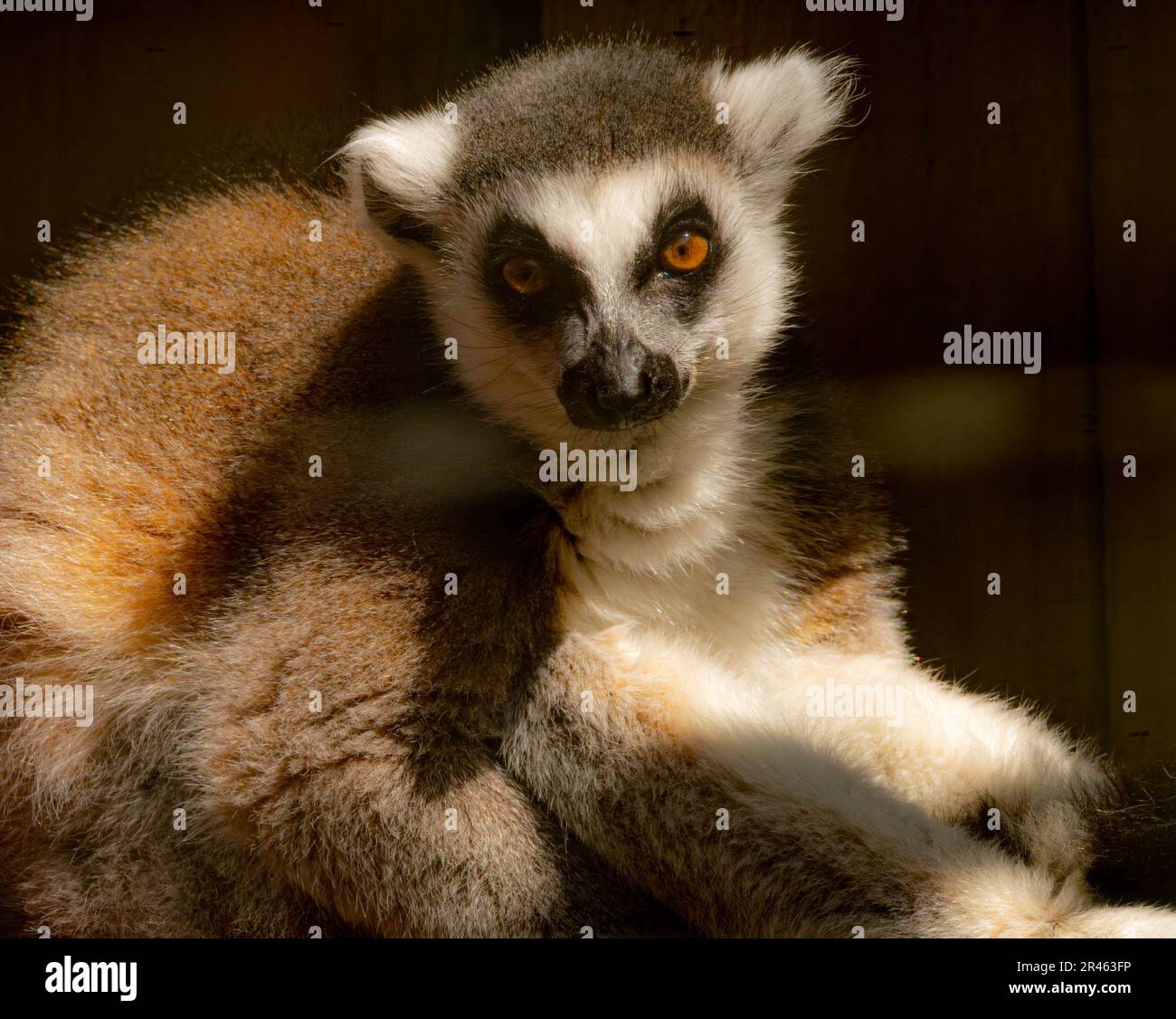 A Ring-tailed Lemur at Lincolnshire Wildlife Park open day. A selection ...