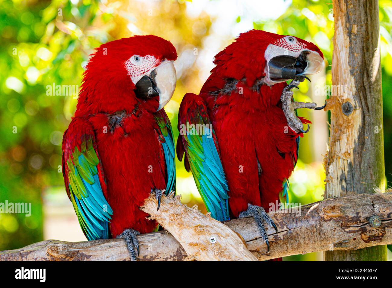 Lincolnshire wildlife park parrots hi-res stock photography and images ...