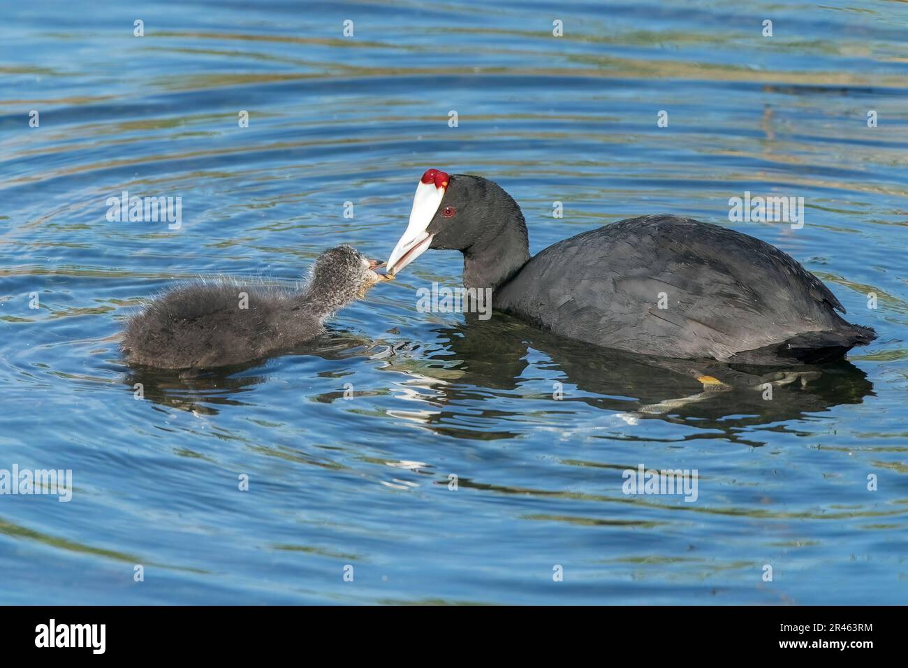 red-knobbed coot or crested coot, Fulica cristata, single adult feeding ...