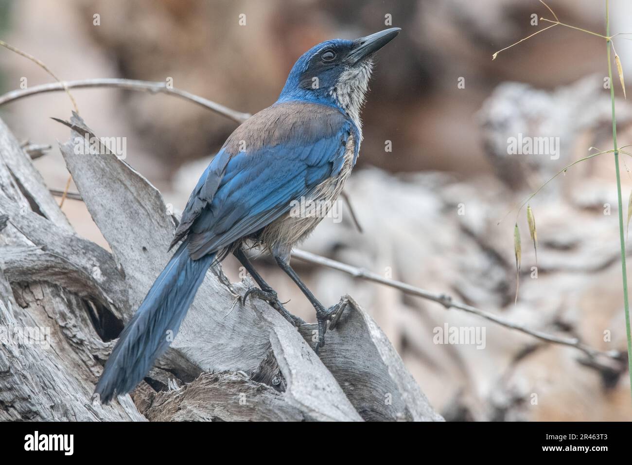 Island scrub jay, Aphelocoma insularis, a corvid bird species that is ...