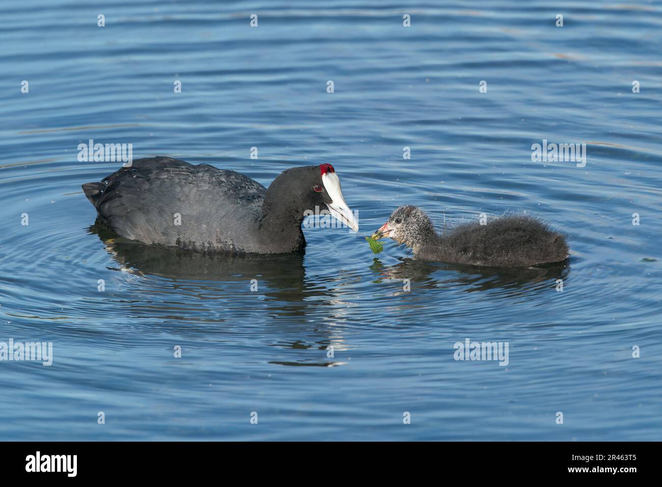 red-knobbed coot or crested coot, Fulica cristata, single adult feeding ...