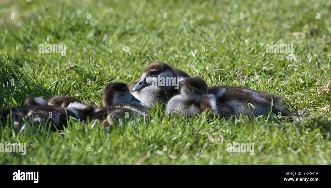 Egyptian goose chicks (Alopochen aegyptiaca), Cape Town, South Africa ...