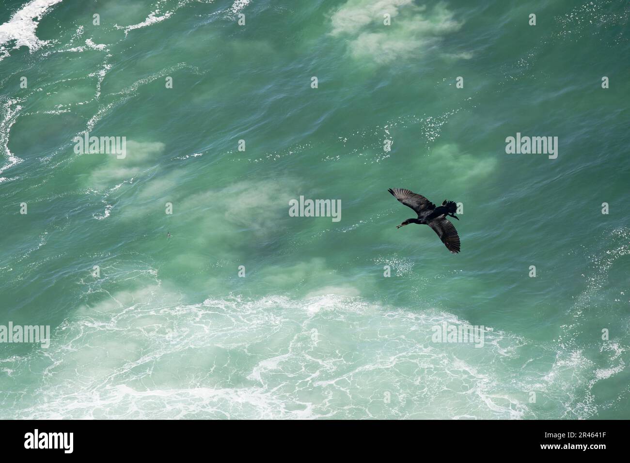 Cape Cormorant (Phalacrocorax capensis) in flight above waves at Cape ...