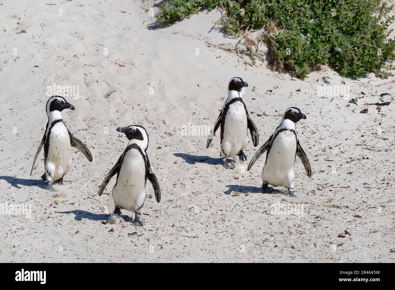 African Penguins (Spheniscus demersus) walking on sand at Boulder’s ...