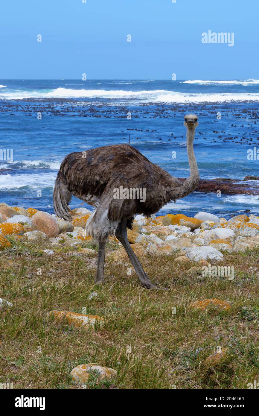 Female African ostrich (Struthio camelus australis) on the Atlantic ...
