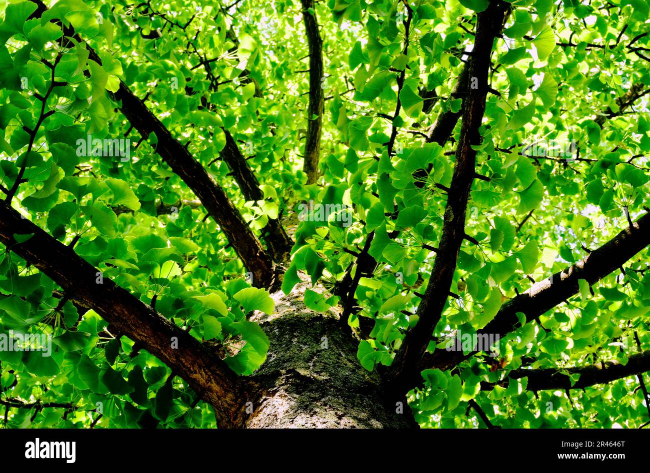 green Ginkgo Biloba tree. diminishing perspective. herbal and natural ...