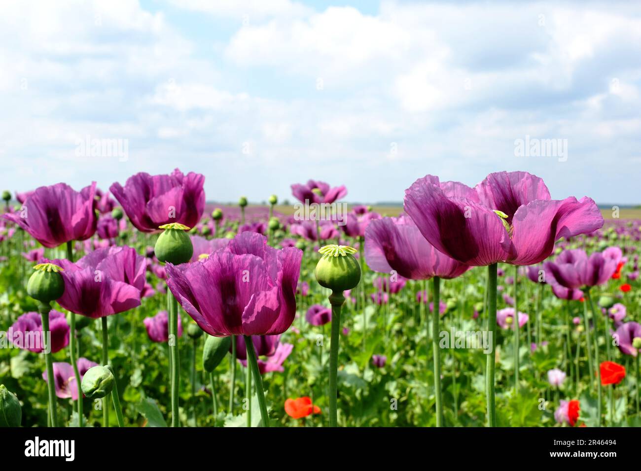 purple poppy field in full bloom in spring. flower head in closeup ...