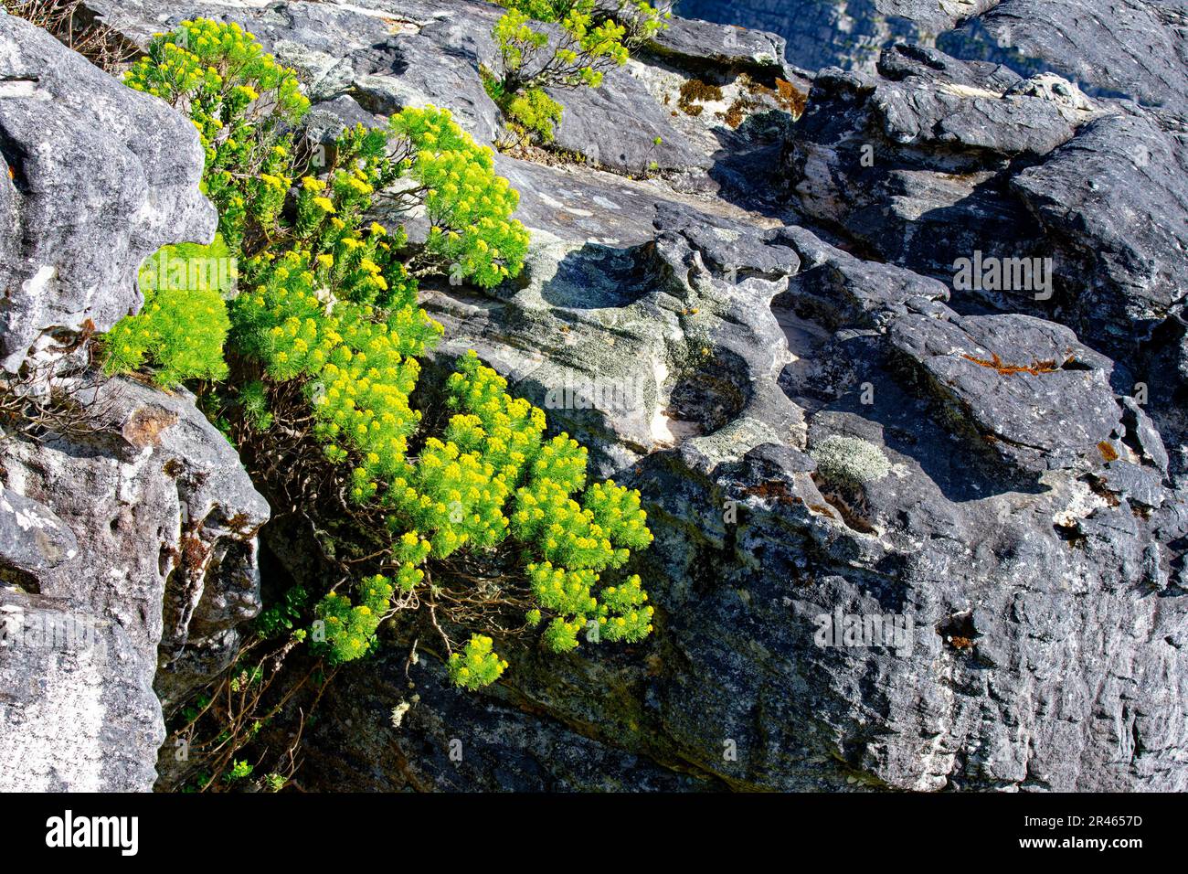 Table mountain top hi-res stock photography and images - Alamy