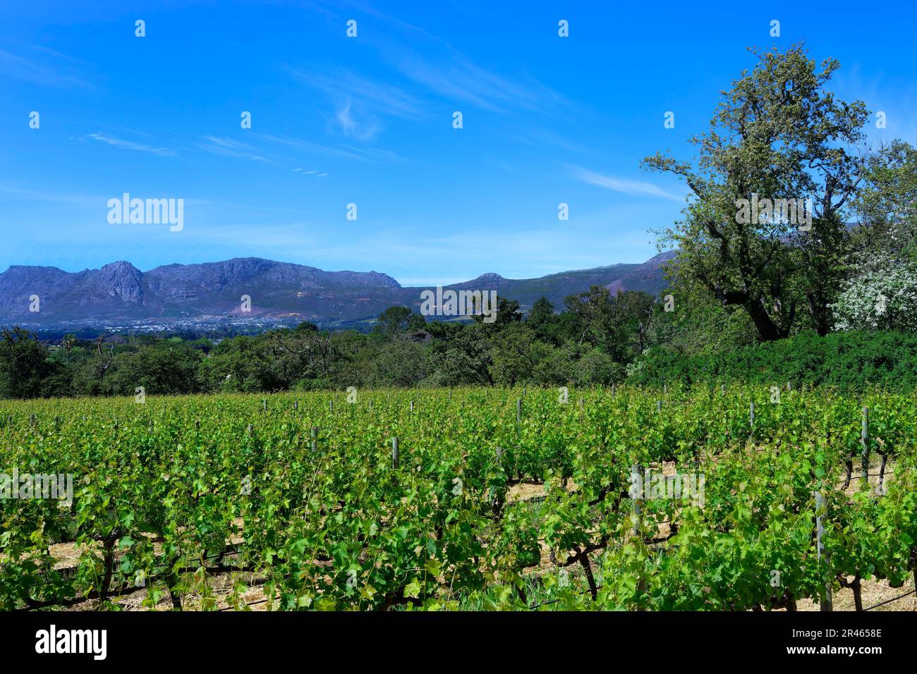 Vineyard, Groot Constantia Wine Estate, Cape Town, South Africa Stock ...