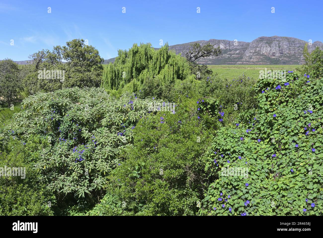 Groot Constantia Wine Estate Park, Cape Town, South Africa Stock Photo ...