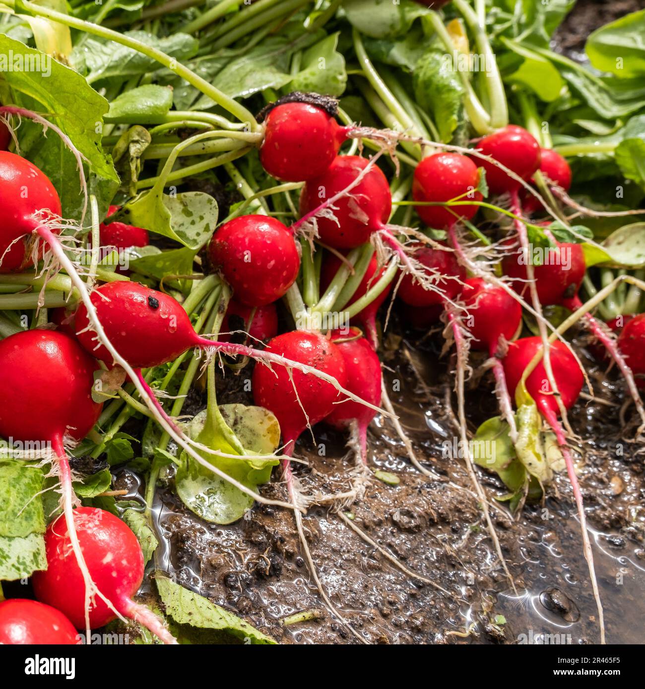 Harvested radish crop lies on the garden bed Stock Photo - Alamy