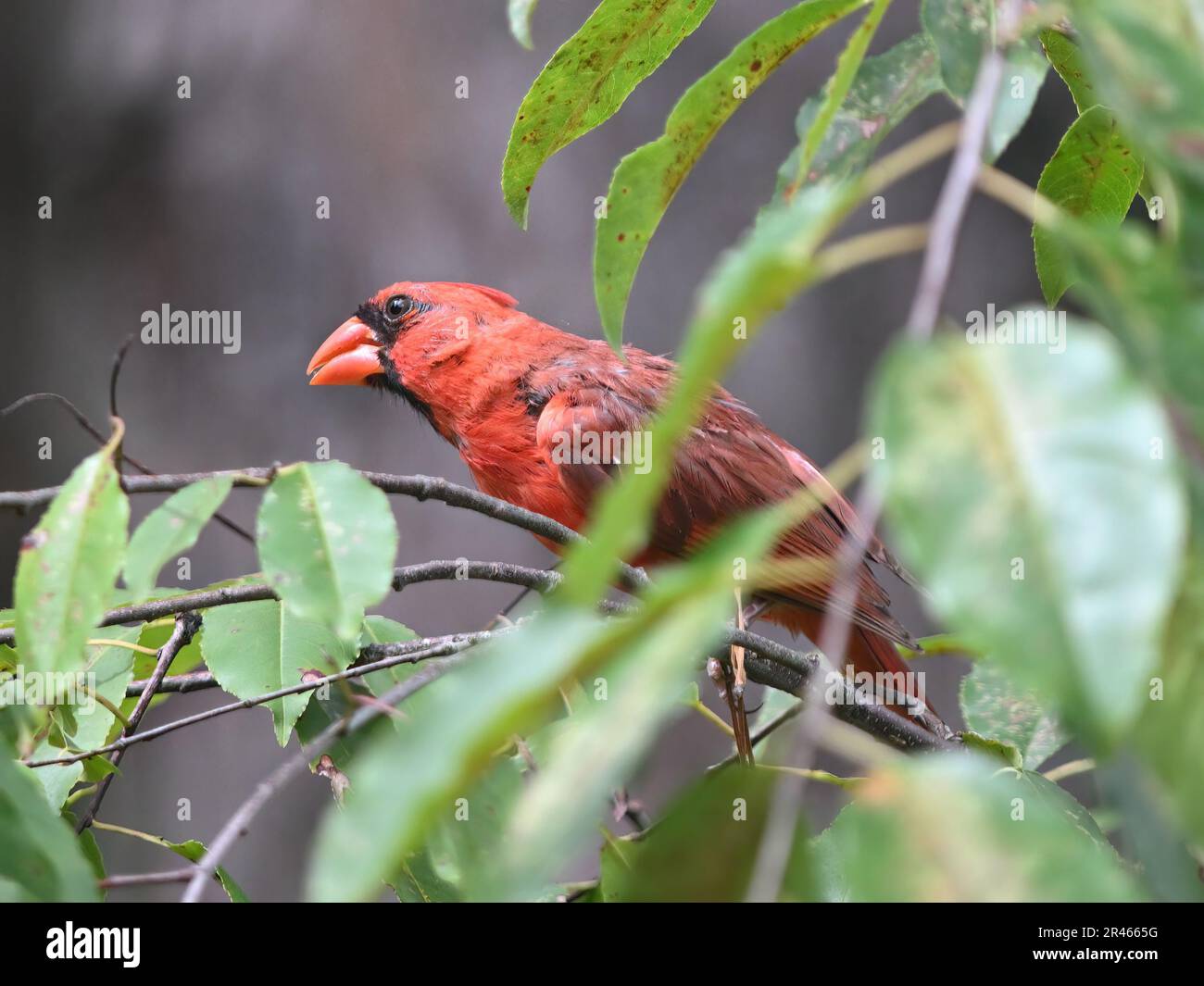 Red plumage atop hi-res stock photography and images - Alamy