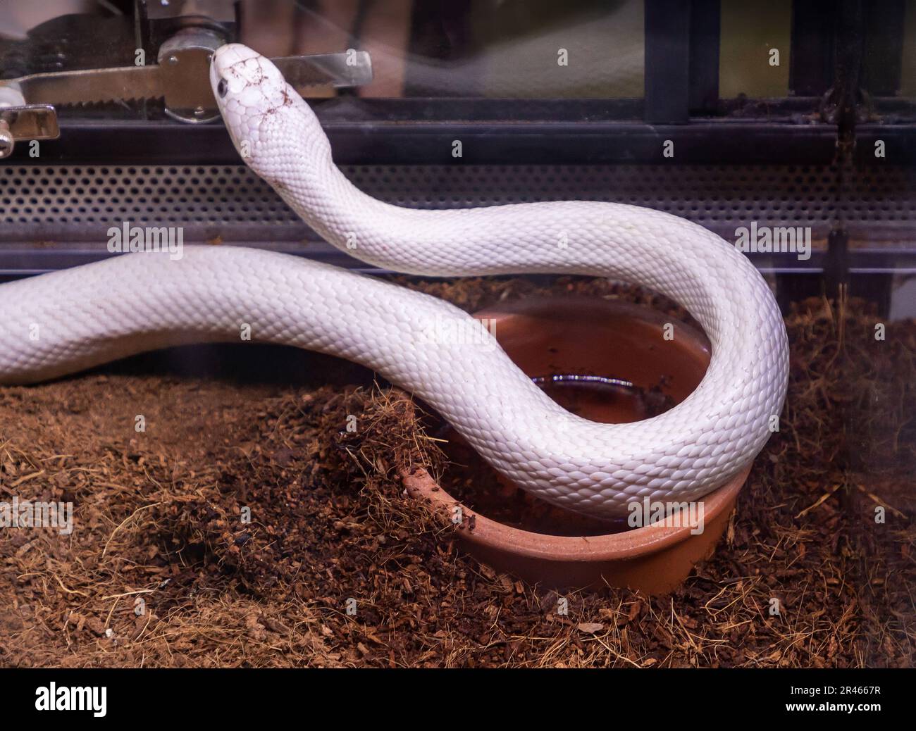 Albino viper snake from colubridae family hold as a pet in glass ...