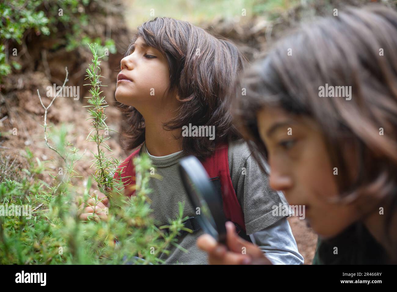 Two sibling children engage in nature exploration and observation Stock ...
