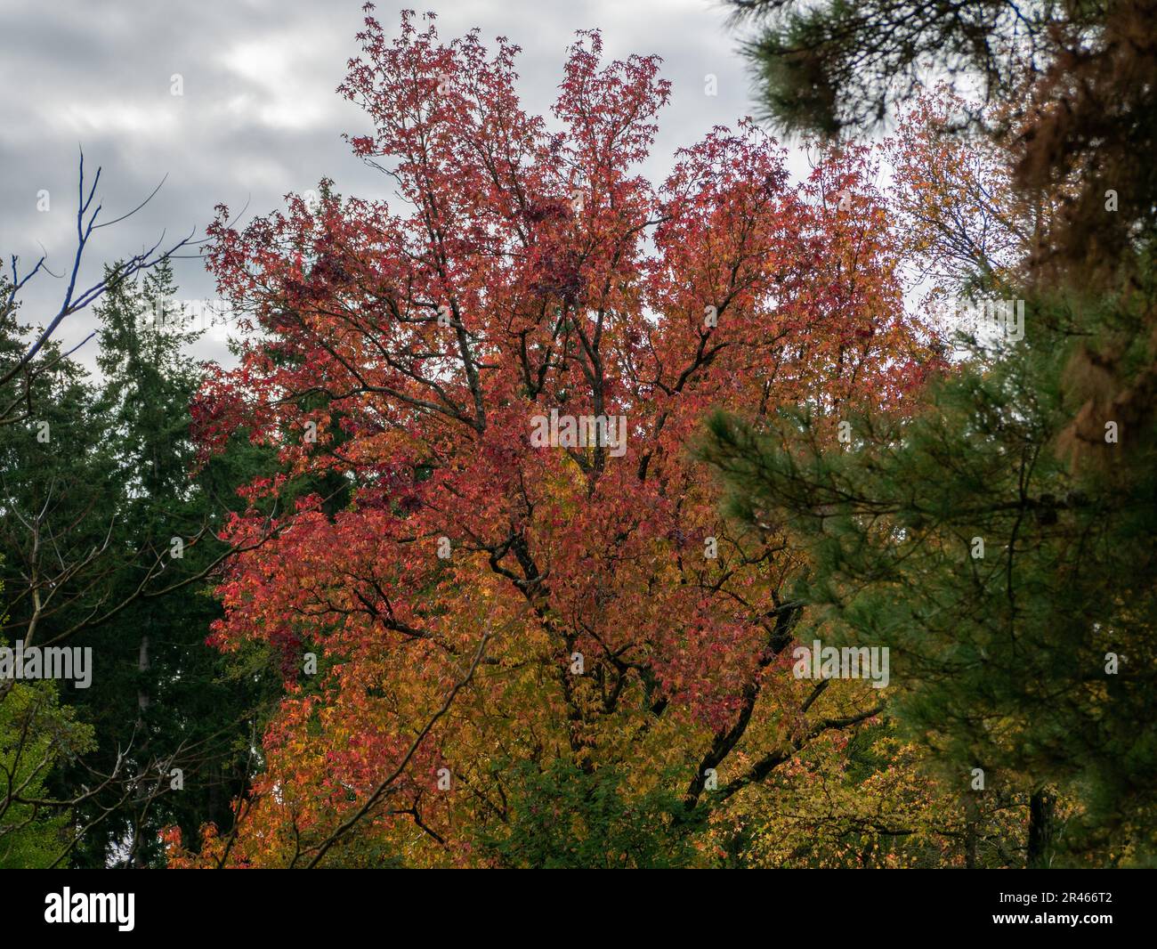 A tall deciduous tree boasting a vibrant autumnal display of red ...