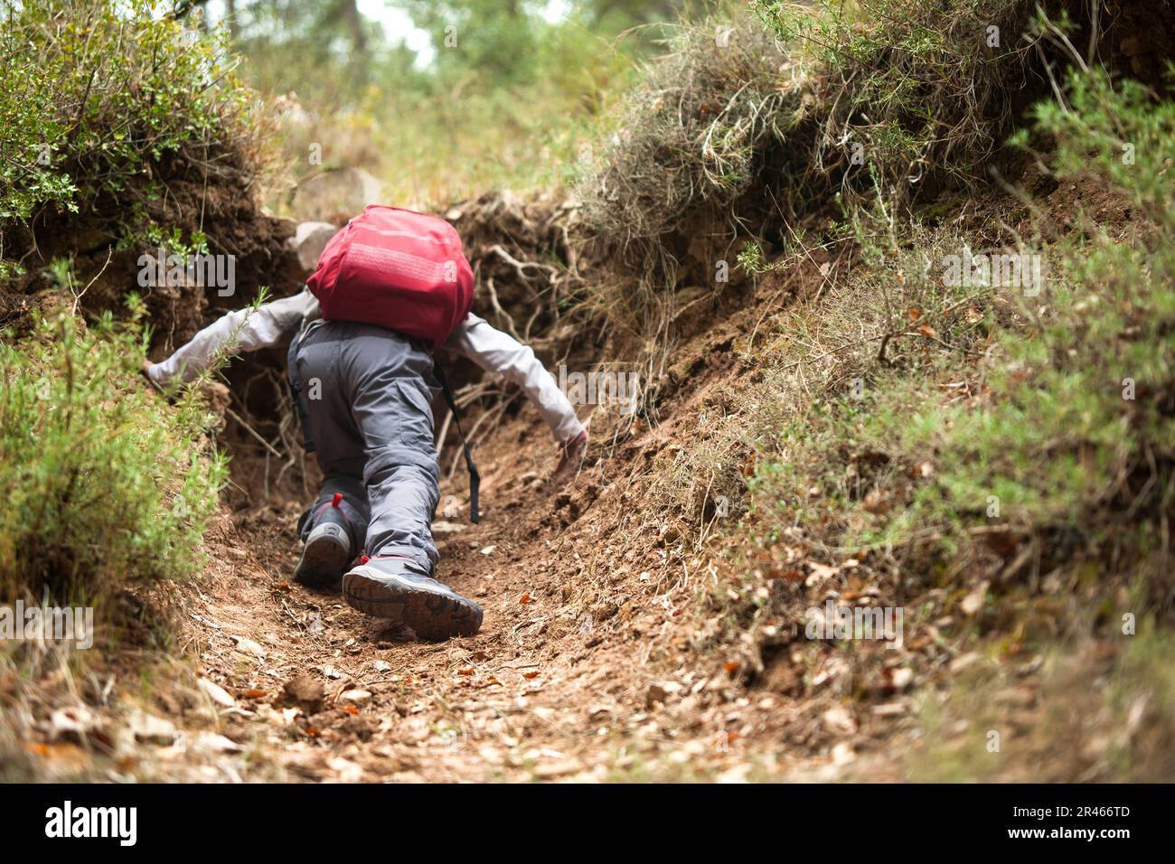 A determined child with a backpack ascends a steep forest trail, using ...