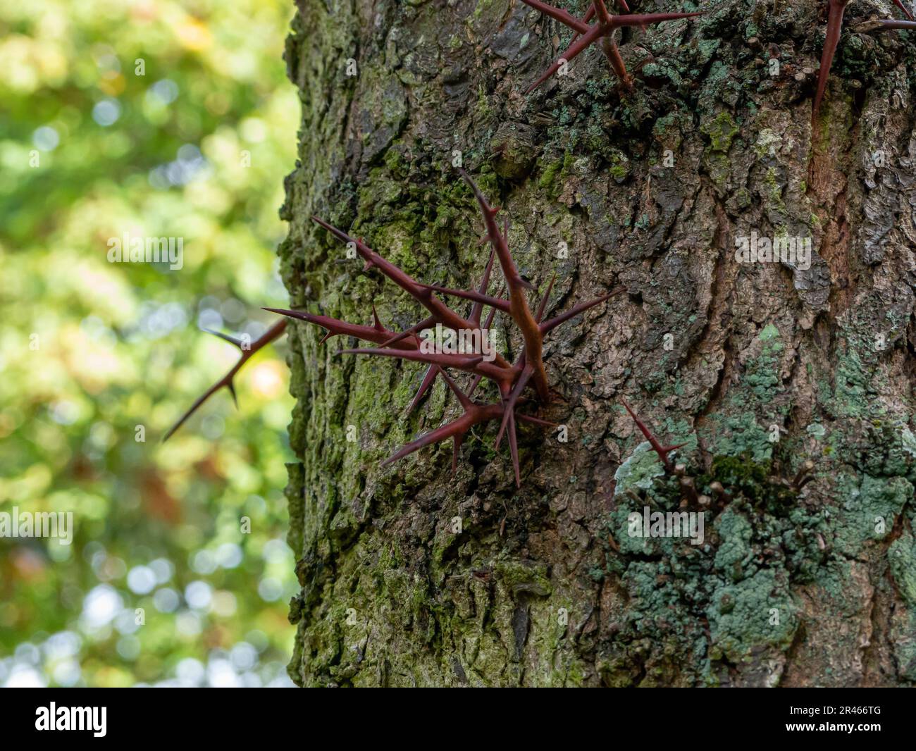 Branchless tree trunk hi-res stock photography and images - Alamy