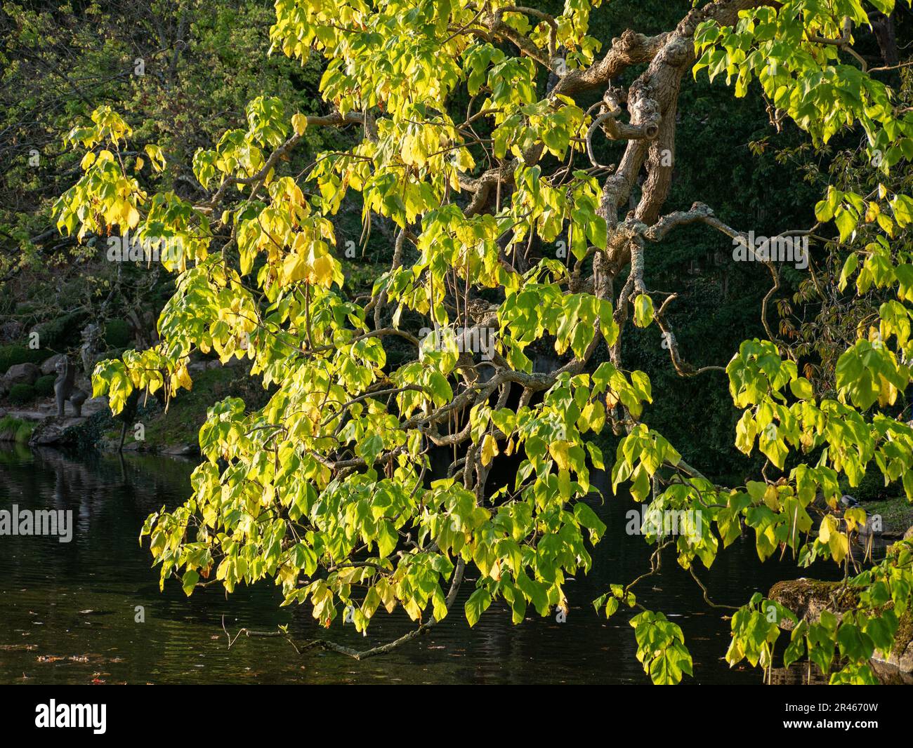A picturesque scene of a river winding its way beneath a tree with an ...
