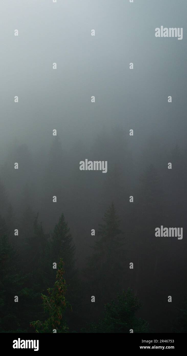 A scenic landscape featuring forest trees on a foggy day Stock Photo ...