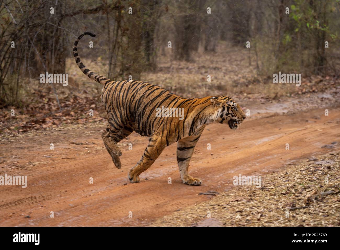 Bengal tiger bounding across track in woods Stock Photo - Alamy