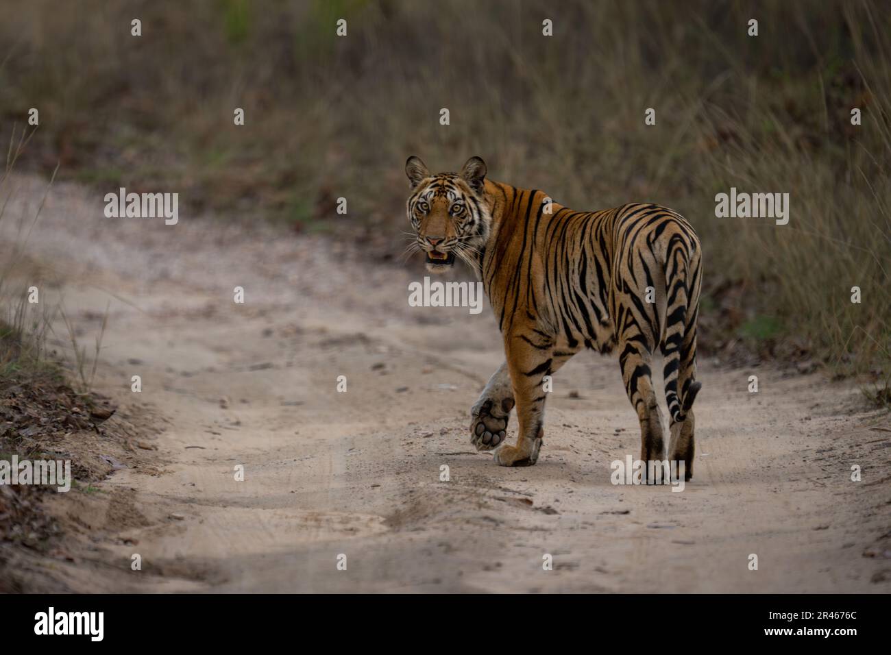Bengal tiger crosses sandy track looking back Stock Photo - Alamy