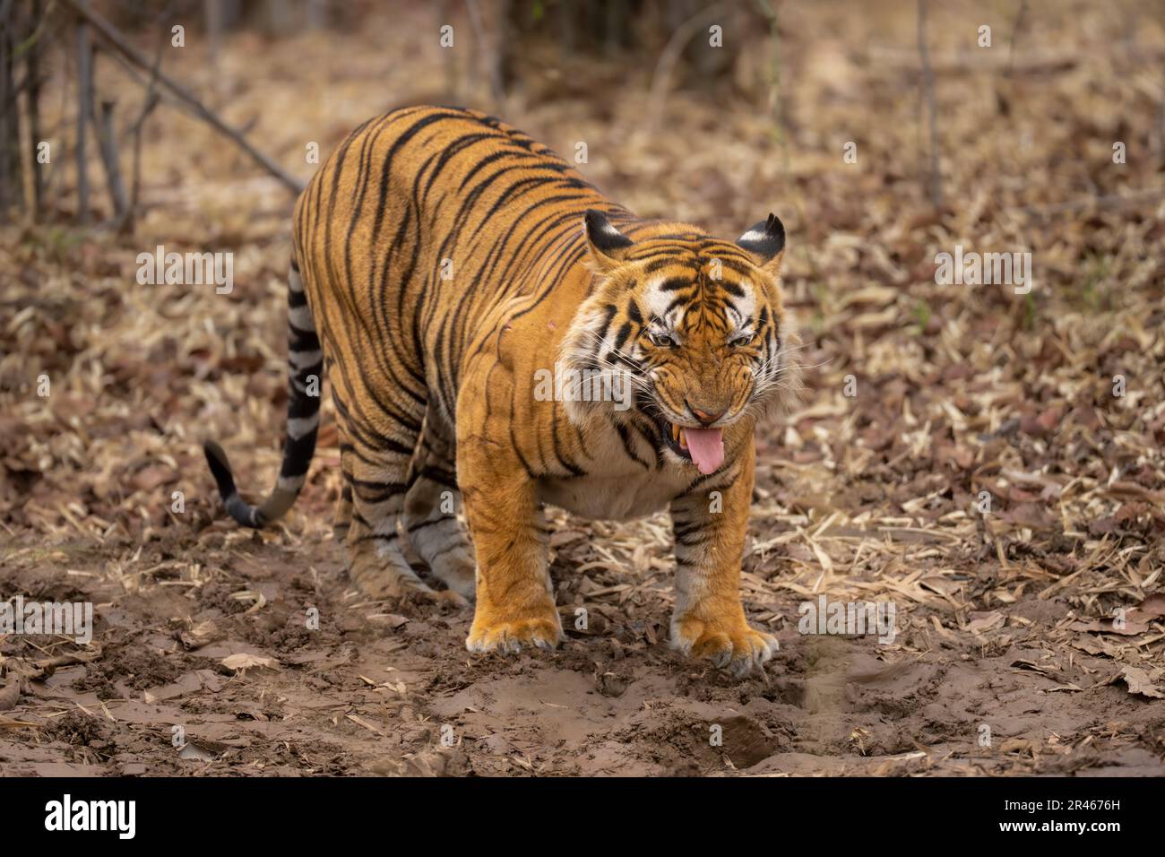 Bengal tiger crouches showing a Flehmen response Stock Photo - Alamy