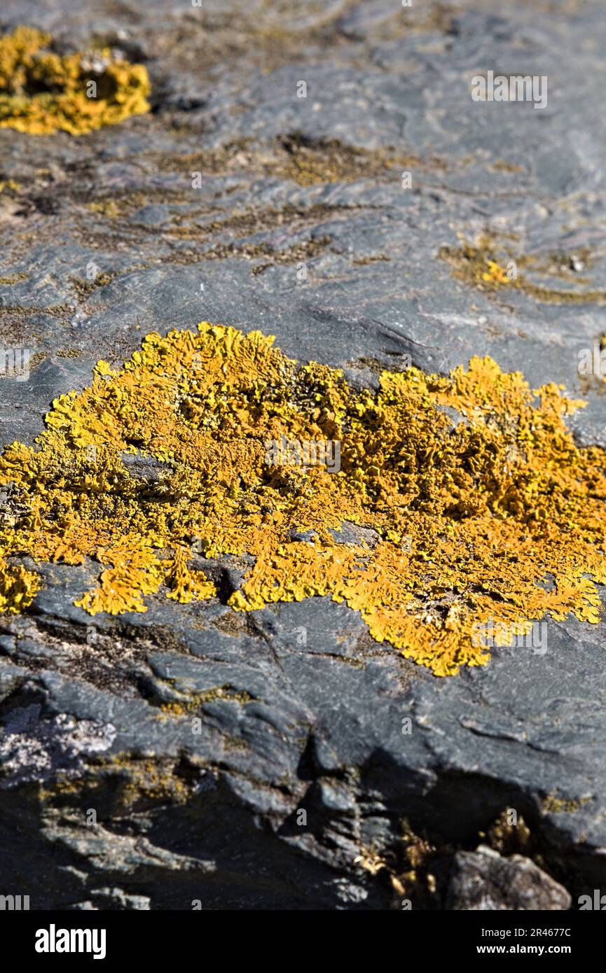 A Yellow lichen patch on the rock Stock Photo - Alamy