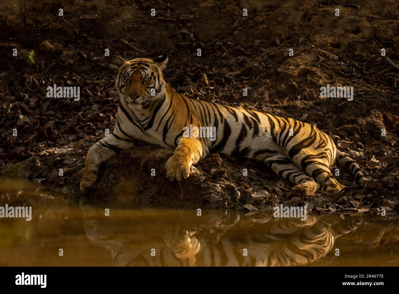 Bengal tiger lies by waterhole casting reflection Stock Photo - Alamy
