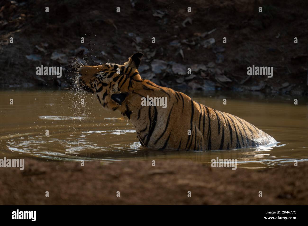 Bengal tiger sits in waterhole twisting head Stock Photo - Alamy