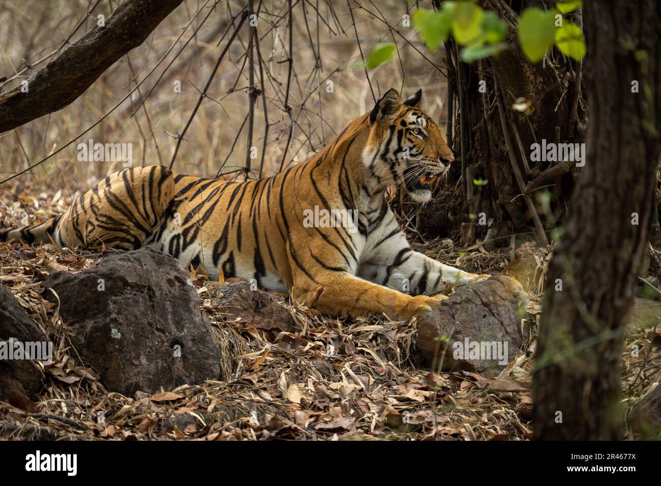 Bengal tiger lies staring ahead under trees Stock Photo - Alamy
