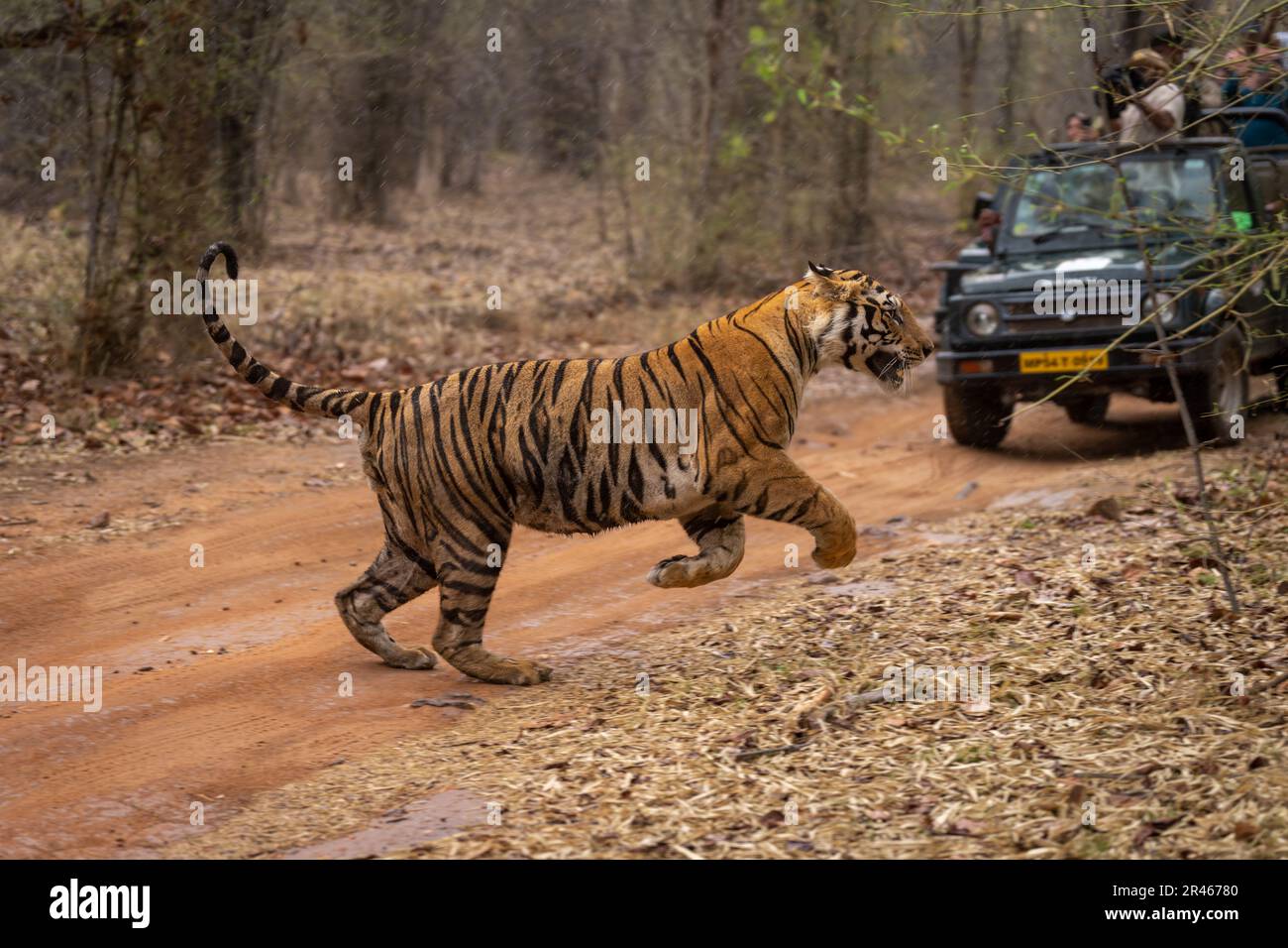 Bengal tiger runs across track near jeep Stock Photo - Alamy