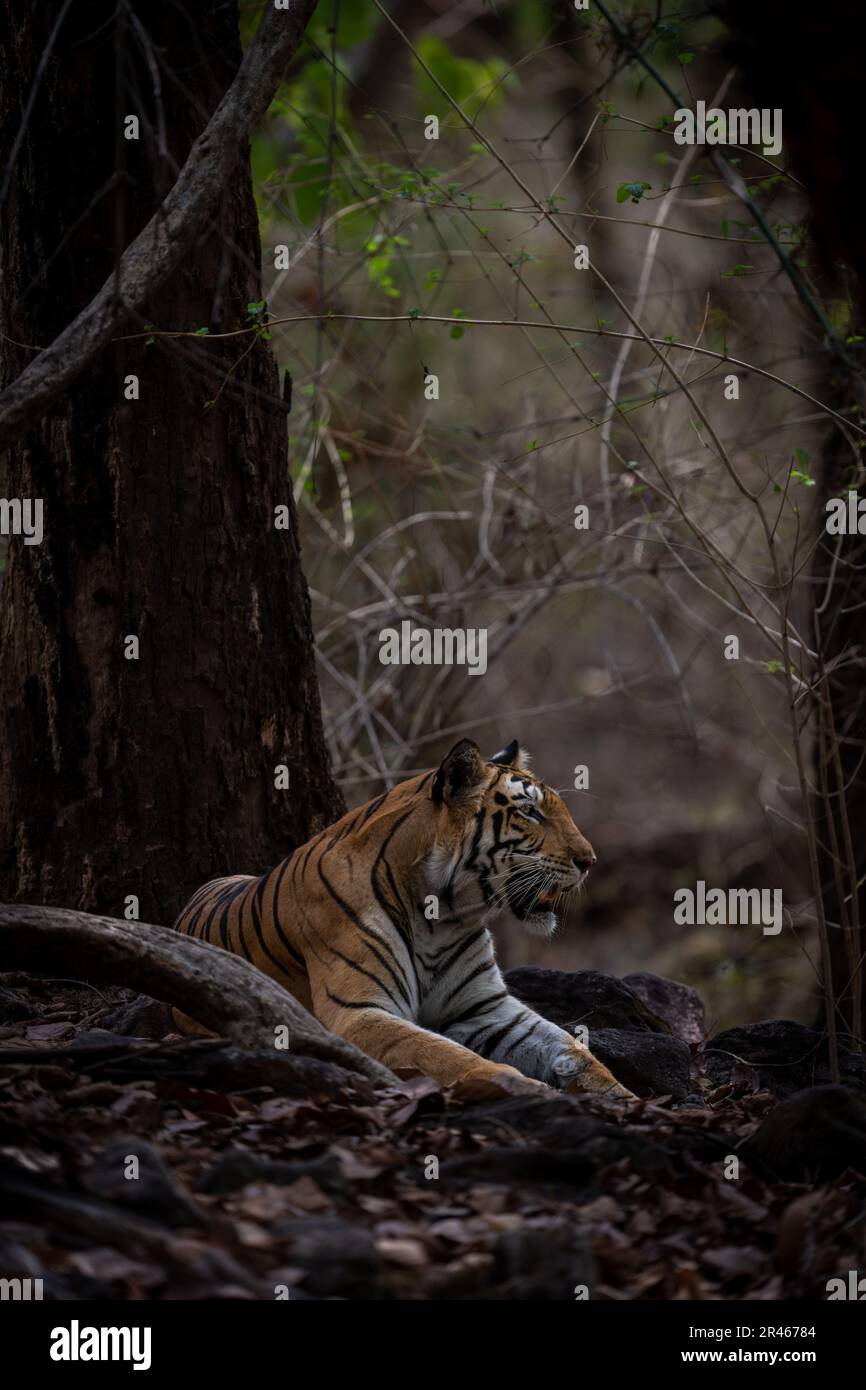 Bengal tiger lies under tree in forest Stock Photo - Alamy