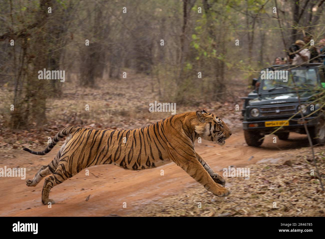 Bengal tiger sprinting across track near jeep Stock Photo - Alamy