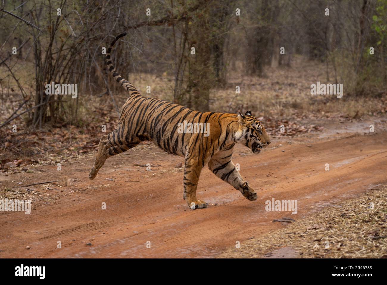 Bengal tiger runs across track in forest Stock Photo - Alamy