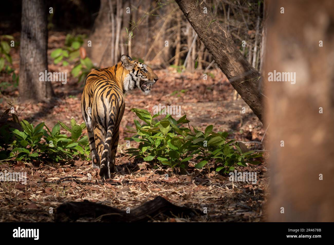 Bengal tiger stands in forest turning head Stock Photo - Alamy