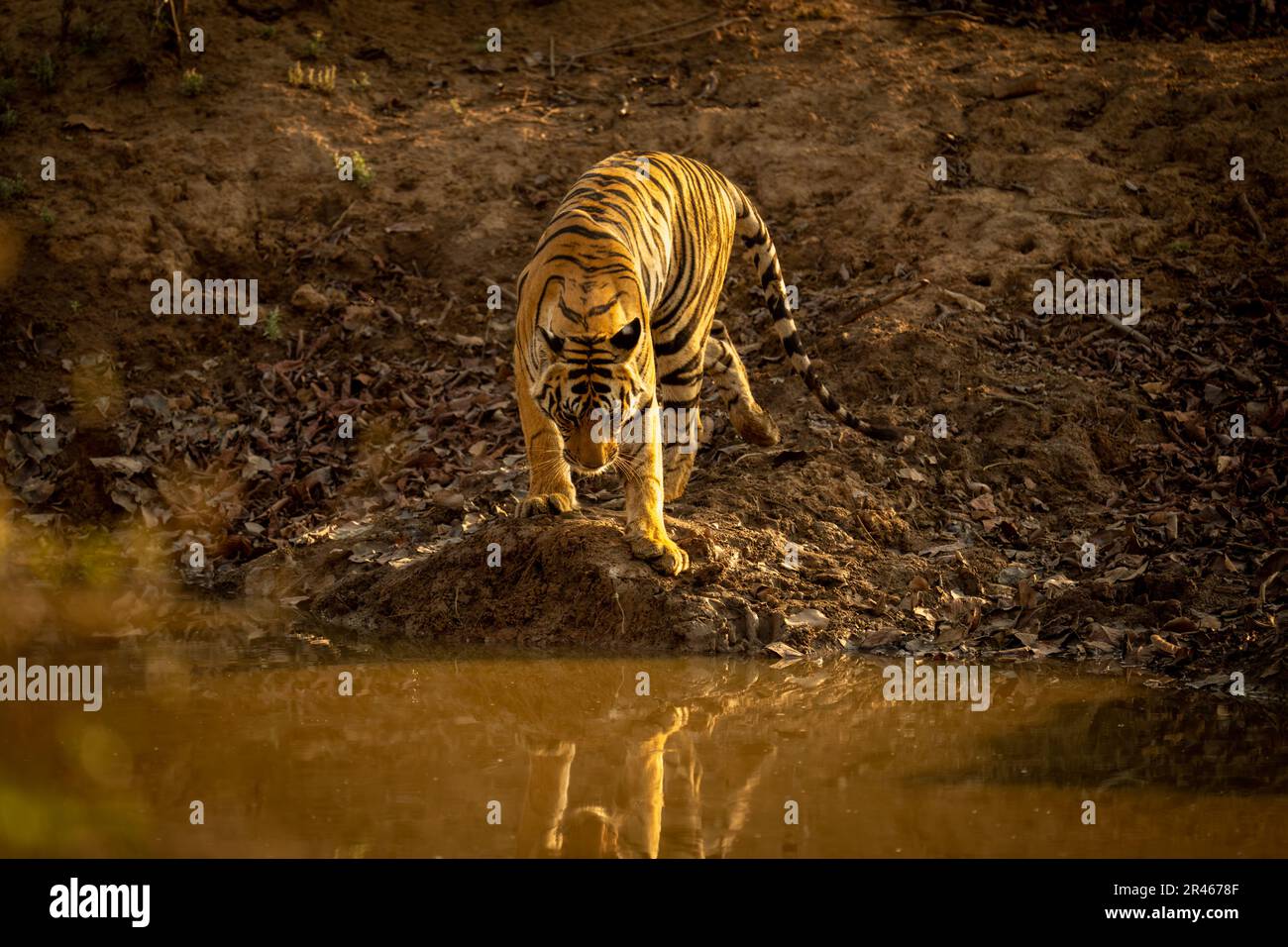 Tiger in the shadows hi-res stock photography and images - Alamy