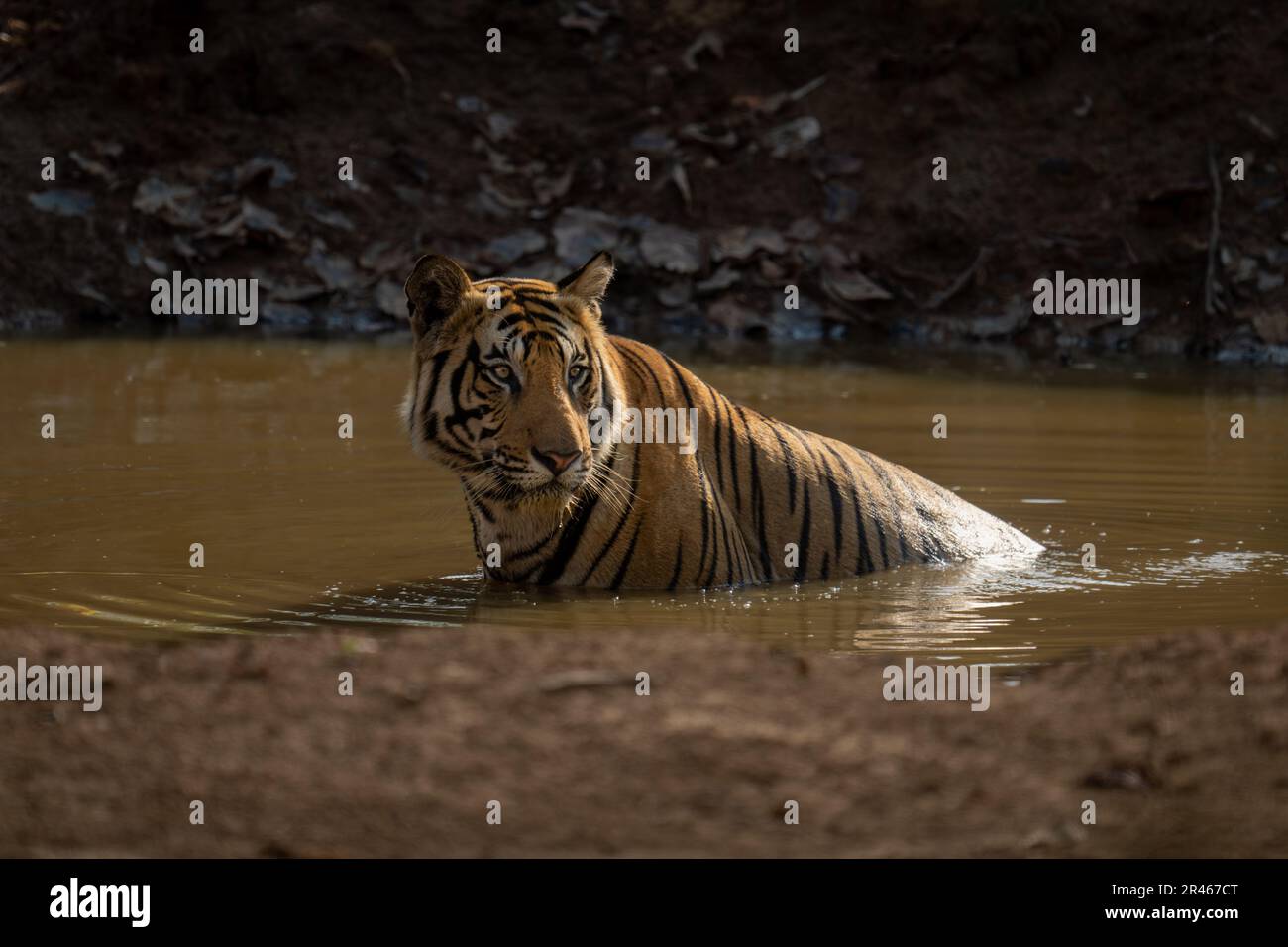 Bengal tiger sits in waterhole turning head Stock Photo - Alamy