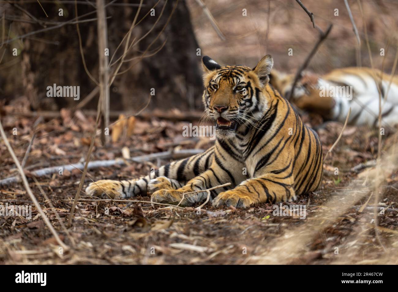 Bengal tiger lies in bushes beside another Stock Photo - Alamy