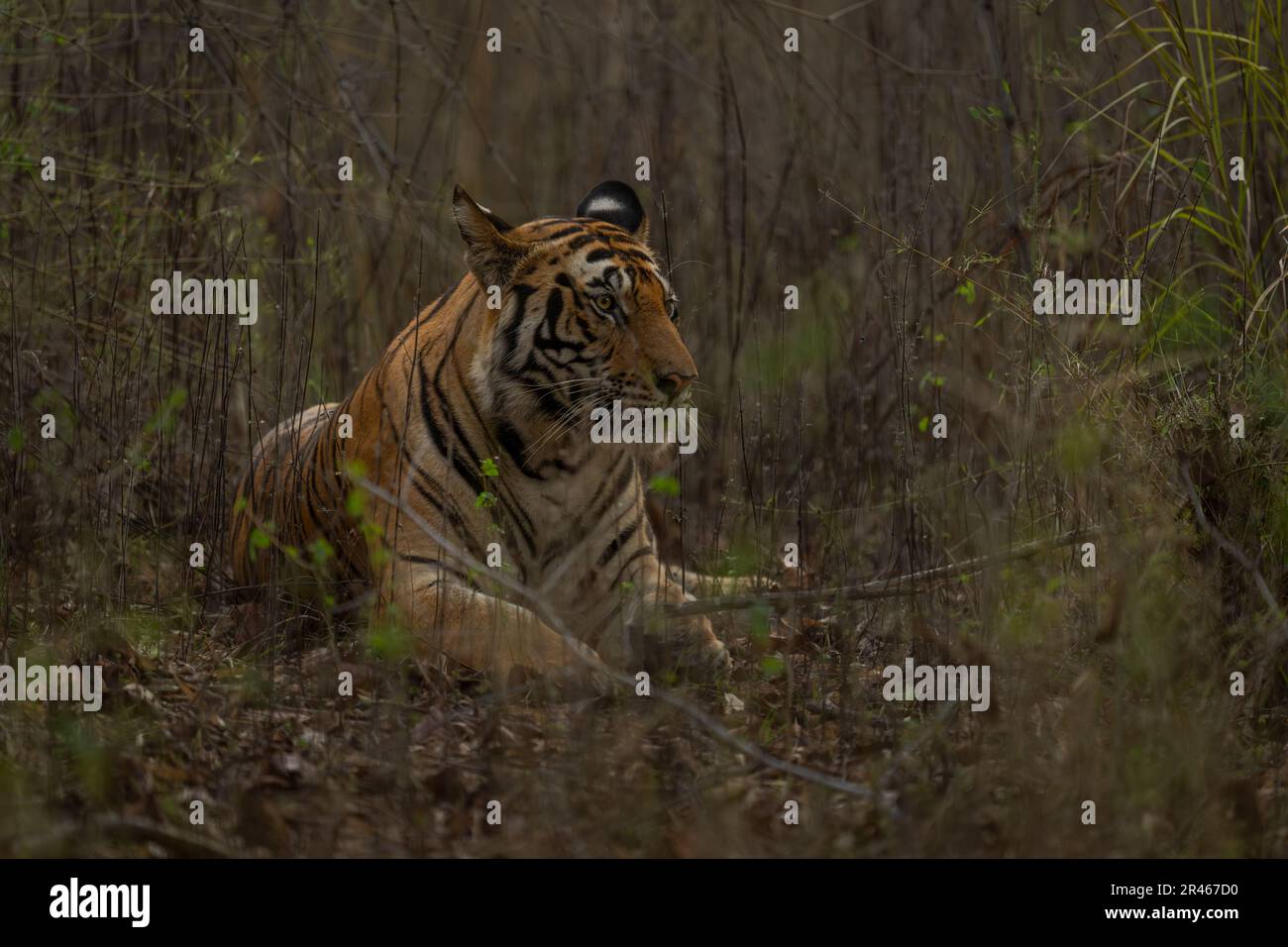 Bengal tiger lies turning head in bushes Stock Photo - Alamy