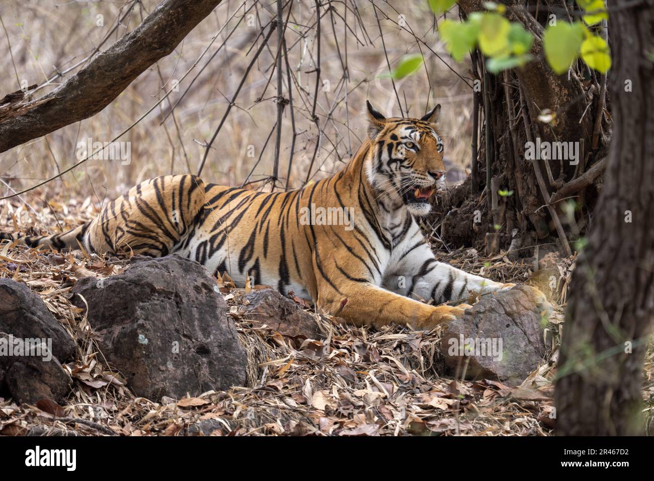 Bengal tiger lies among trees and rocks Stock Photo - Alamy