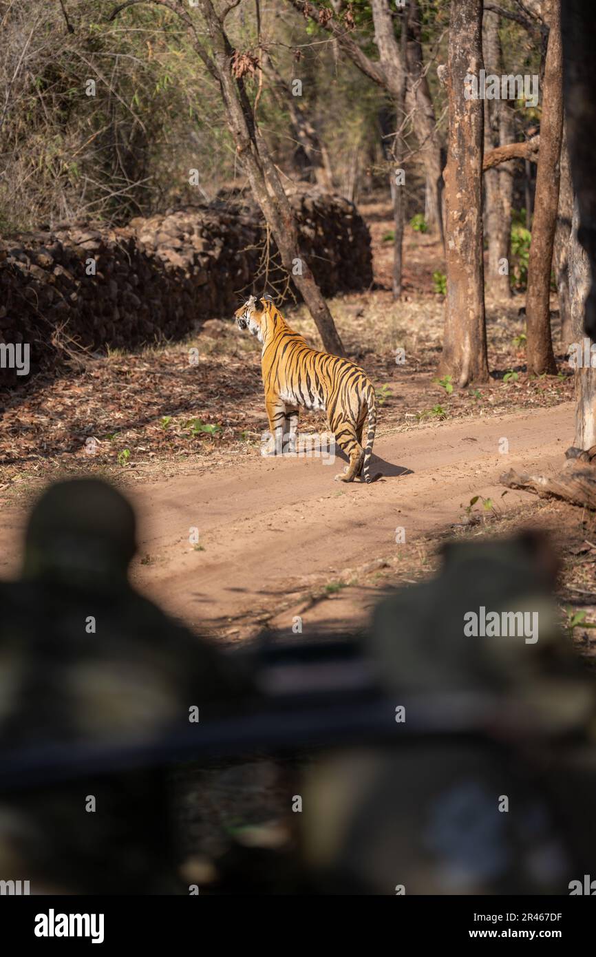 Bengal tiger on track viewed by photographers Stock Photo - Alamy