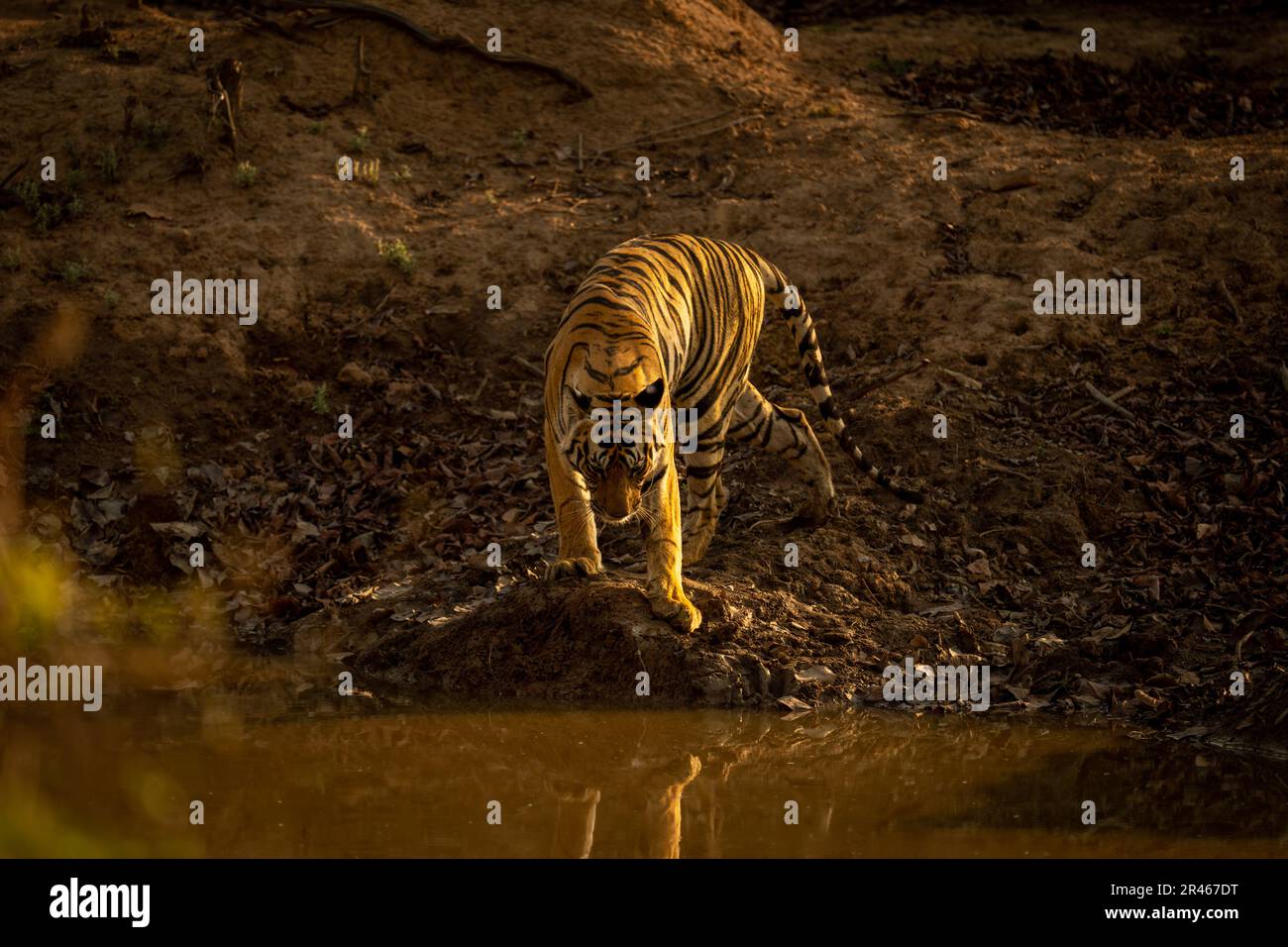 Tiger in the shadows hi-res stock photography and images - Alamy